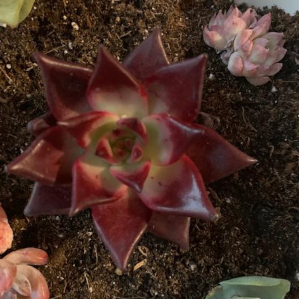 Echeveria Agavoides V Romeo Rubin Rare Succulent Plants 1 Head 2.5” Imported Live Succulent ...