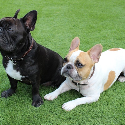 Double Ring Harness Leather Belt 1.5 Mens/womens Handcrafted Vintage ...