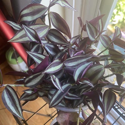 Epiphyllum Hookeri. - Etsy