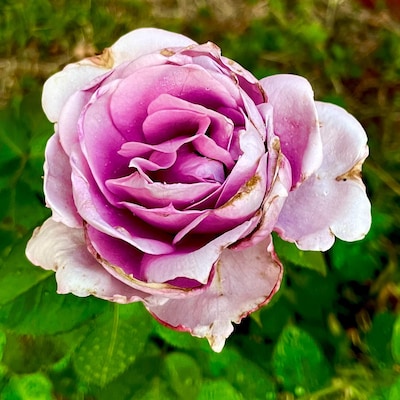 Rare New Rose. Red Juicy Terrazza. 红果汁flower Machine. Continue Blooming ...