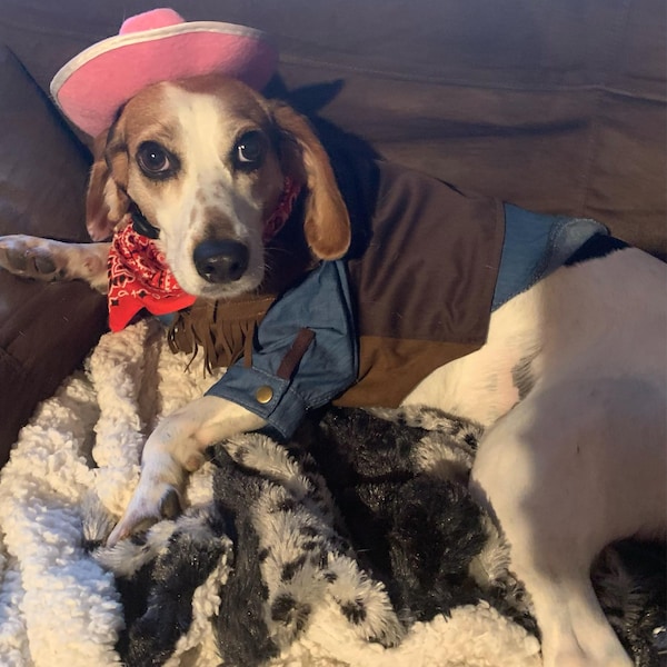 Dog Denim Western Shirts, Cowboy Jean Shirts, Puppy Dress Shirt, Dogs ...