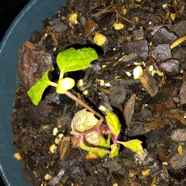 10 BOSTON IVY ( Bostonian Ivy / Wall Ivy ) Parthenocissus Tricuspidata ...