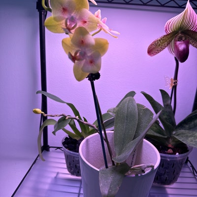 Husky Plant , Ruby Velvet Red Phalaenopsis Formosa Ruby 'brilliant' - Etsy