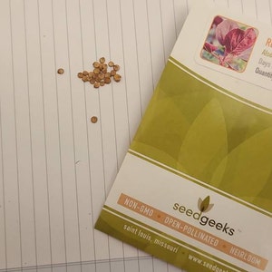 Giant Teddy Bear Sunflower Seeds Heirloom Seeds Sunflower - Etsy