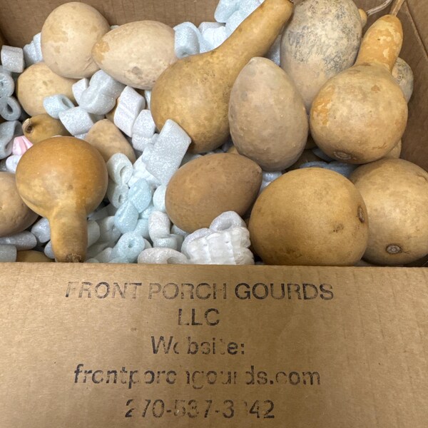 15 Quality Mini Pear Gourds ( Cleaned and Dried ) - Etsy