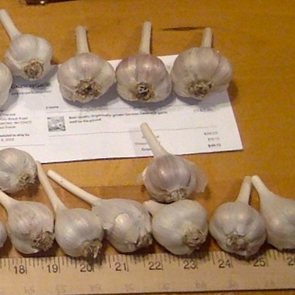 Best Quality Organically-grown German Hardneck Garlic Sold by the Pound ...