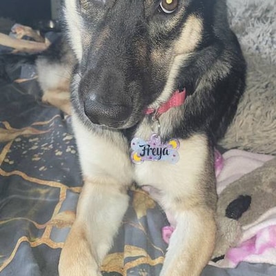 Design Your OWN Custom Pet Tag, Personalized, Custom Dog Tag, Resin Dog ...