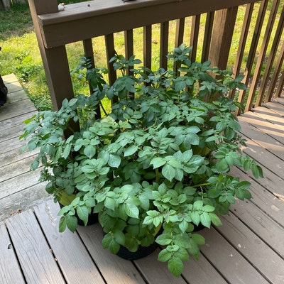 LORIENT SHALLOT Sets Non-gmo Bulbs, Garden Seed Shallots Traditional ...