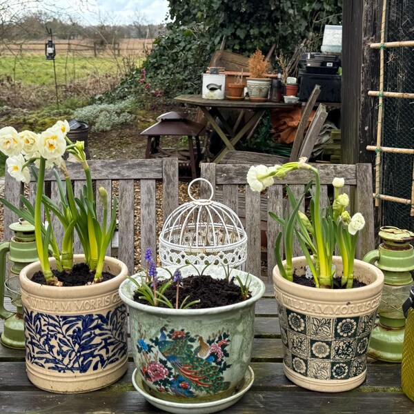 Asparagus Live Plants in 7cm Pots Ready to Plant Out! (connovers ...