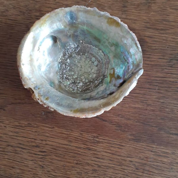 Abalone Shell - Perfect for Smudge Sticks - Alter Tool - High Quality ...