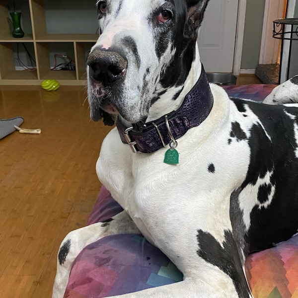 Leather Dog Collar, Personalized Name Plate, Bucket Studded Leather Dog ...