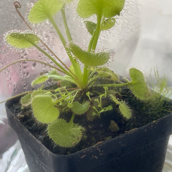 Drosera Prolifera-live Carnivorous Plant- - Etsy