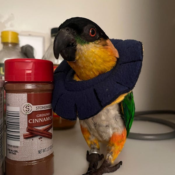 Vest E-collar Jacket for African Grey Parrots That Pluck & Pick ...