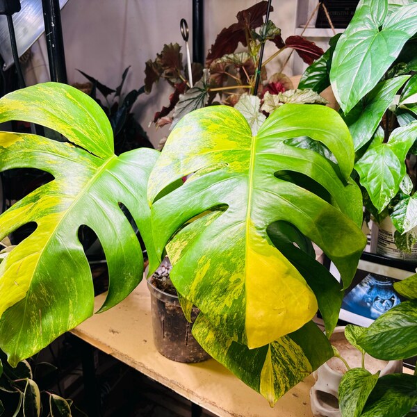 Scindapsus Salamount; Variegated Scindapsus Pictus Dark Cloud Salamount ...