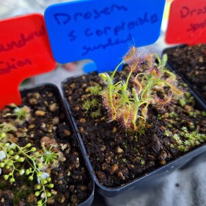 Begonia monica - Etsy