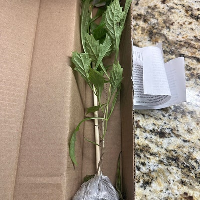 Shooting Star Tree AKA Starburst Tree Clerodendrum Quadriloculare Small ...