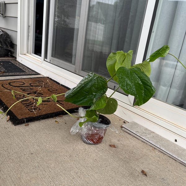 Wild Huckleberry - 100+ Seeds - Wildlife Food - Etsy