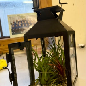 Happy Retirement Rose Bush Gift Wrapped Help A Colleague or Friend ...