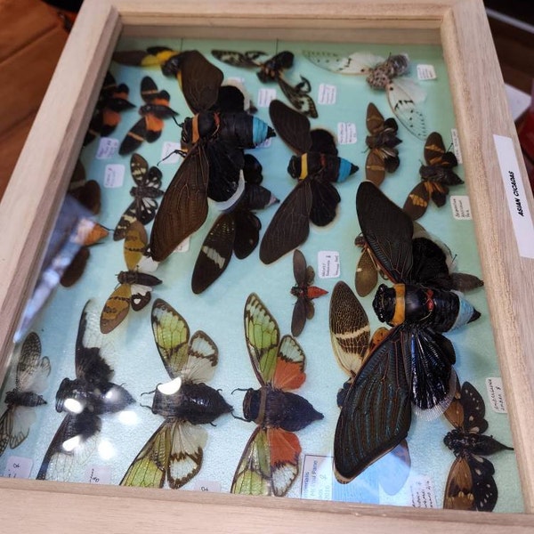 Cicada.(tacua Speciosa) Real Specimen - Etsy