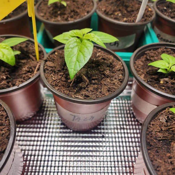 25+ Dundicut Pepper Seeds -isolated -padded Envelope Shipping, Tracking ...