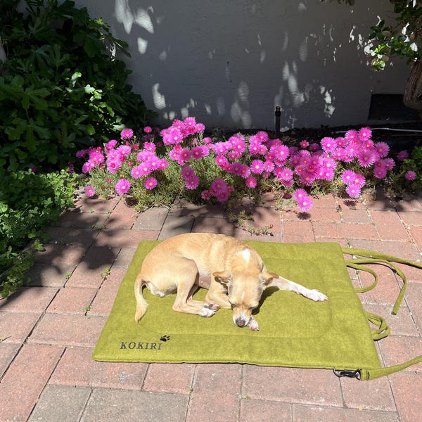 Coat for Large Dogs, Large Dog Raincoat, Custom Pet Gifts, Big Dog ...