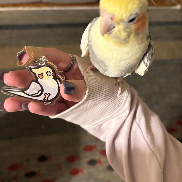 Indian Ringneck Acrylic Keychains, Pick Your Parakeet! - Custom Parrot ...