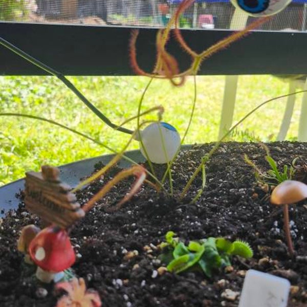 Xyris Difformis — Bog Yellow-eyed-grass - Etsy