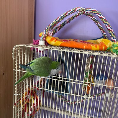 Handmade Cozy Bird Tent With a Perch. Perfect for Caiques - Etsy