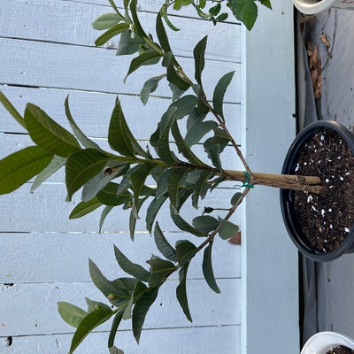 Orange Sherbet Mango Tree Grafted One of the Best Mango in the World - Etsy