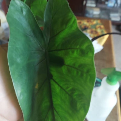 Canna Maui Punch PP23931 - Etsy