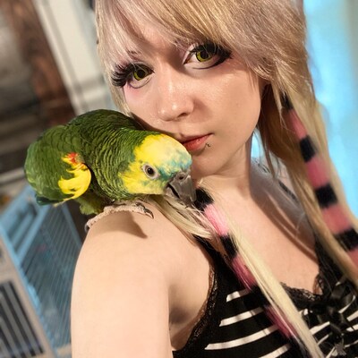 Instaqueen Scene Queen Kid Emo Coontail Raccoon Tail Clip in Human Hair ...