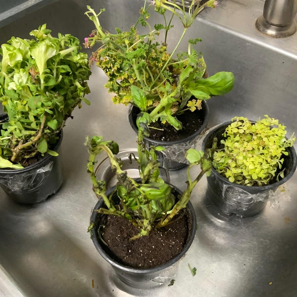 Basil, Everleaf Genovese - Etsy