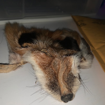 Real Animal Fur Tanned Red Fox Face Head Taxidermy Skin Pelt Hide Parts ...