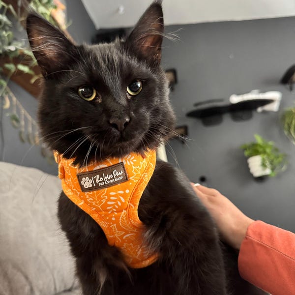 Pumpkin Patch Boho Dog Harness, Cute Fall Dog Accessory, Girl Dog ...