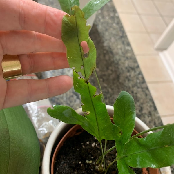 Live Colocasia "redemption", Elephant Ears Super Rare Starter Plant - Etsy
