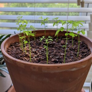 Curry Leaf Plant Seeds 10 Grown in USA Freshly Harvested Murraya ...