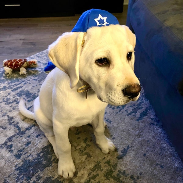 Yarmulke Kippah for Pets: Dogs and Cats - Etsy