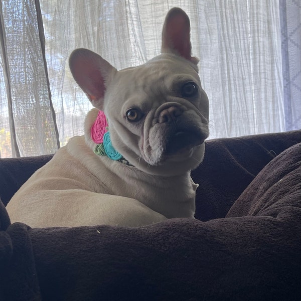 Pink Dog Collar Pink and Orange Floral With Chartreuse Green Stripe Bow ...