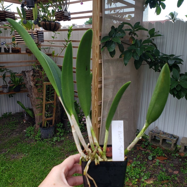 Orchid Blc. Rustic Spots - Potted - Etsy