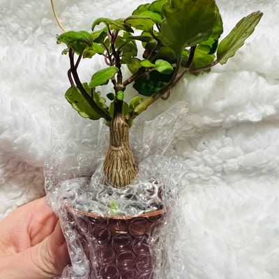 Bonsai Mint plectranthus Ernstii Caudex - Etsy