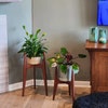 Three Tier Plant Stand, Maple, Mid-century Modern, Solid Hardwood - Etsy
