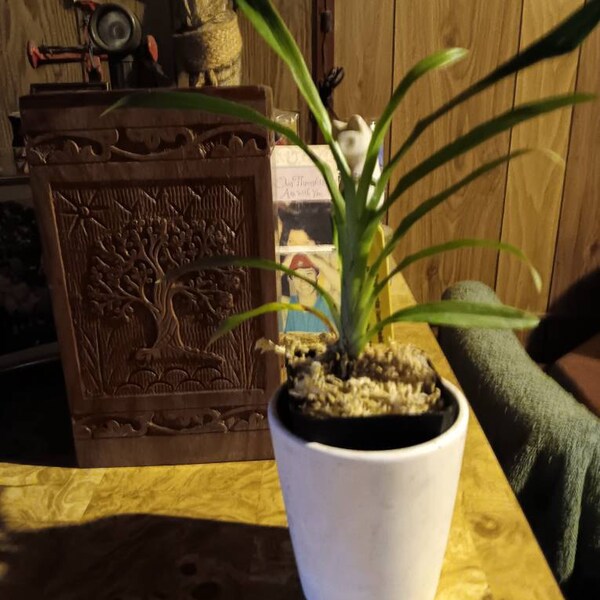 Double Rose Pikake hawaiian Pronunciation of peacock a Sweet-smelling ...