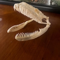 Real Stingray Skeleton on Vintage Frame, Stingray Taxidermy, Fish ...