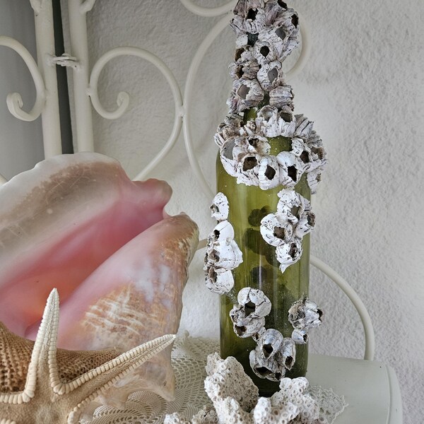 Large Specimen Grade 63.1mm CONUS Regius Royal, Crown Cone SEASHELL JB ...