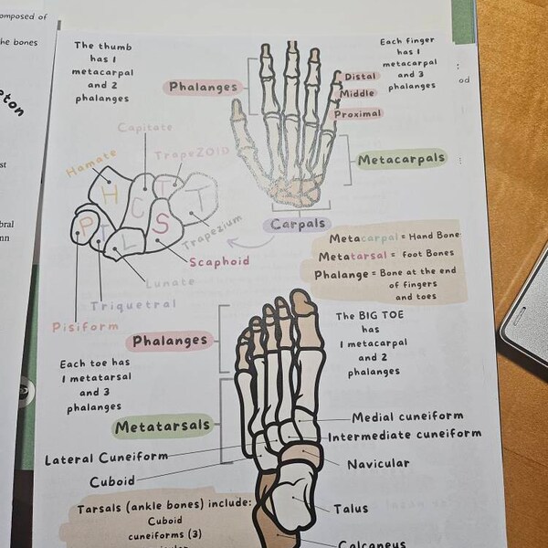 The Skeletal System Study Guide - Etsy