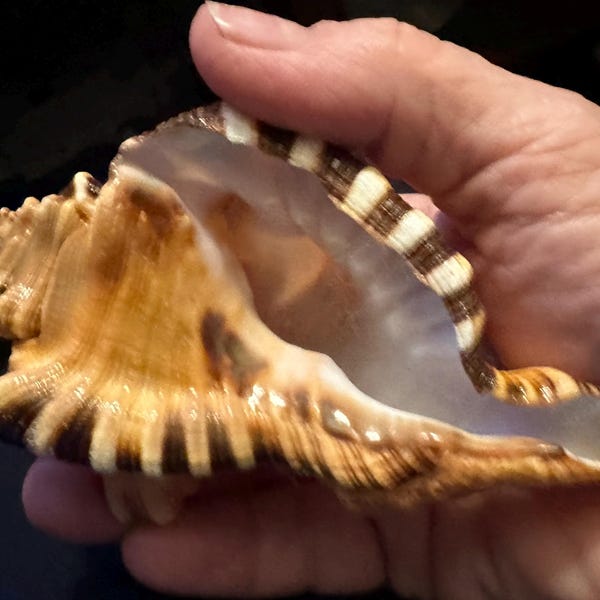 Seashell Spondylus Imperialis | Spondylidae | Imperial Thorny Oyster ...