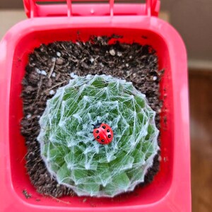 Tiny Ladybug,miniature Ladybugs,dollhouse Miniature,terrarium Supplies ...