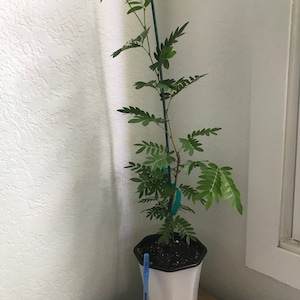 Powder Puff Pink SURINAM Tree Live Plant Rose Cascade Calliandra ...