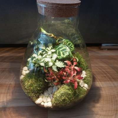 Terrarium Sam Calathea With Light DIY Bottle Garden Kit LED Lighting 30 ...