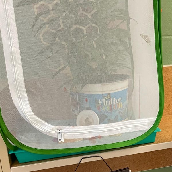 Coffee Shop Dramatic Play, Hot Chocolate Bar, Pretend Play, Kids Cafe ...